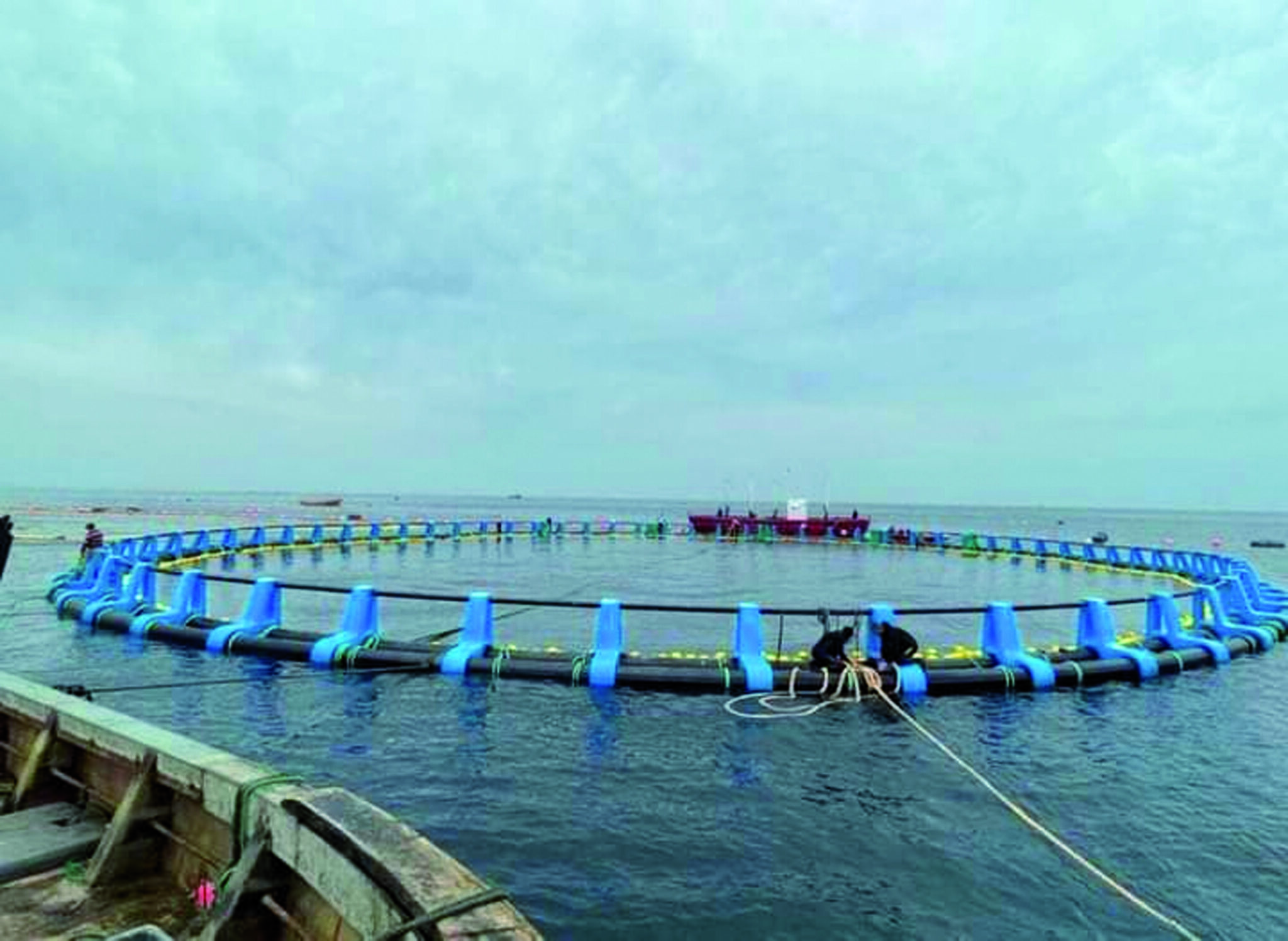 Pêche : Polémique autour de l’engraissement du thon rouge | Le Reporter ...